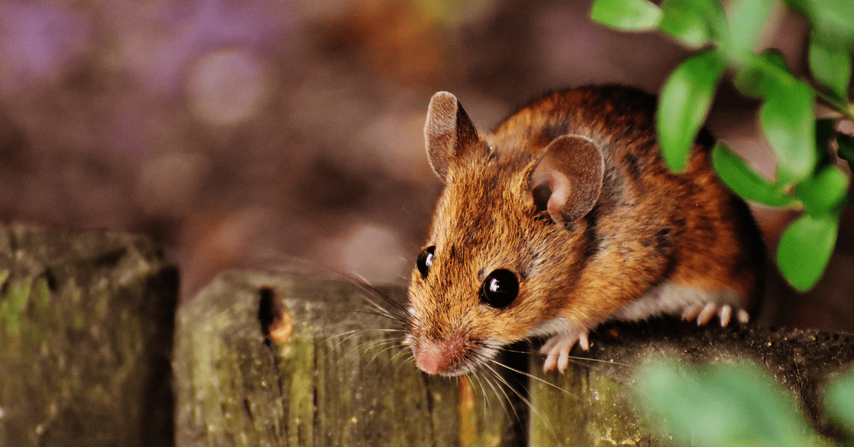 The Mouse Plague and the Impending Snake Boom