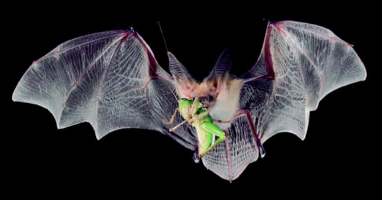 Why Are Bats Important and How They Help Our Farmers